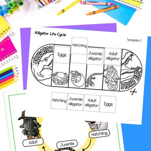 Life Cycle of an Alligator Foldable Sequencing Activity Printable PDF ...