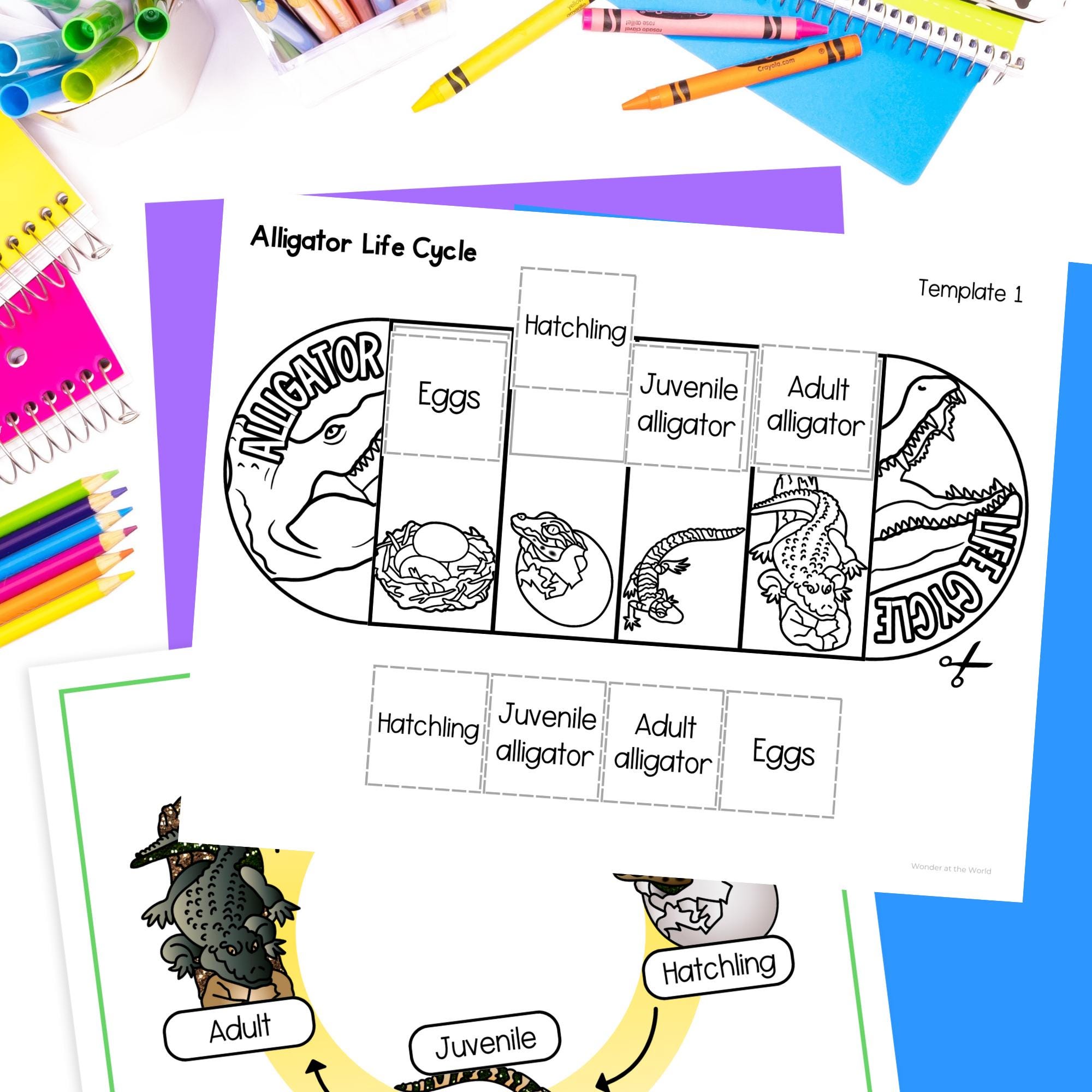 Life Cycle of an Alligator Foldable Sequencing Activity Printable PDF ...