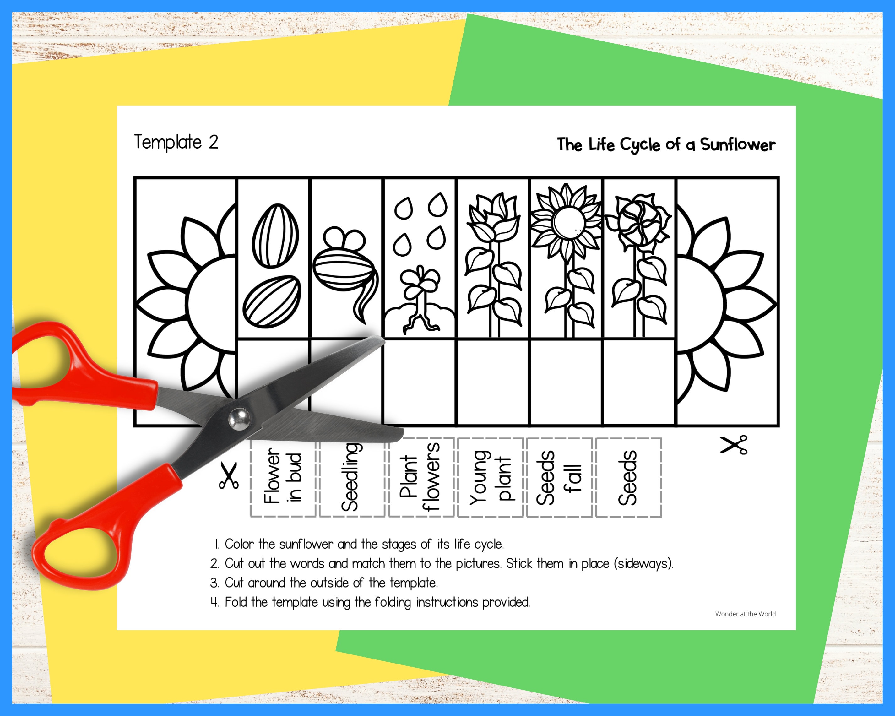 Life Cycle of a Sunflower Foldable Kids' Craft A4 and - Etsy