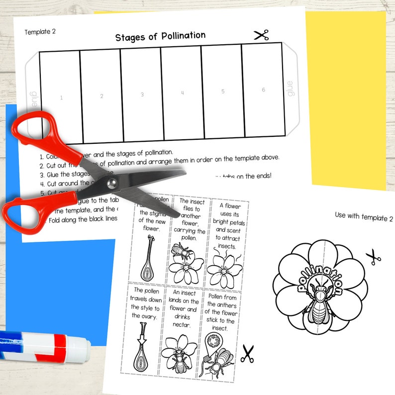 Stages of Insect Pollination Sequence and Fold Science Activity Cut ...
