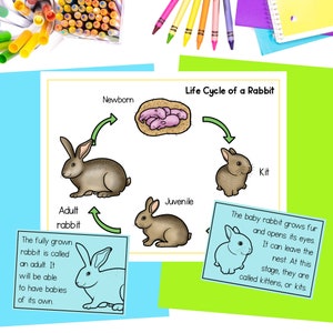 Life Cycle of a Rabbit Foldable Sequencing Activity Cut and Paste ...
