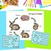 Life Cycle of a Rabbit Foldable Sequencing Activity Cut and Paste ...