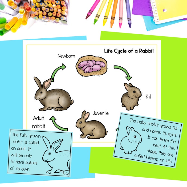 Life Cycle of a Rabbit Foldable Sequencing Activity Cut and Paste ...