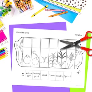 Life Cycle of a Corn Maize Plant Foldable Sequencing Activity for Kids ...