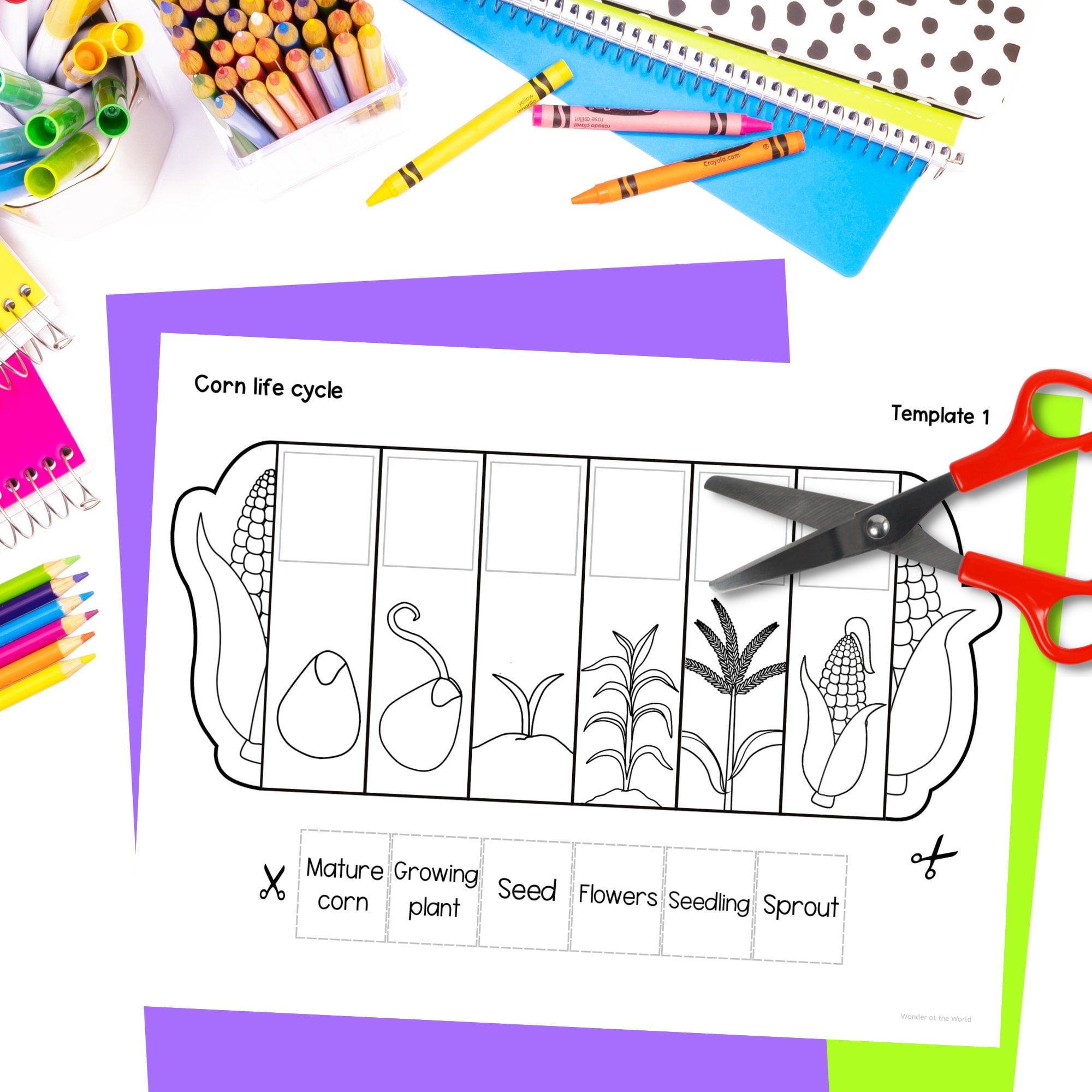 Ciclo de vida de una planta de maíz actividad de secuenciación plegable ...