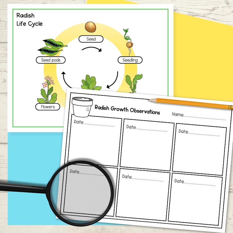 Life Cycle of a Radish Plant Sequencing Cut and Paste Foldable Activity ...