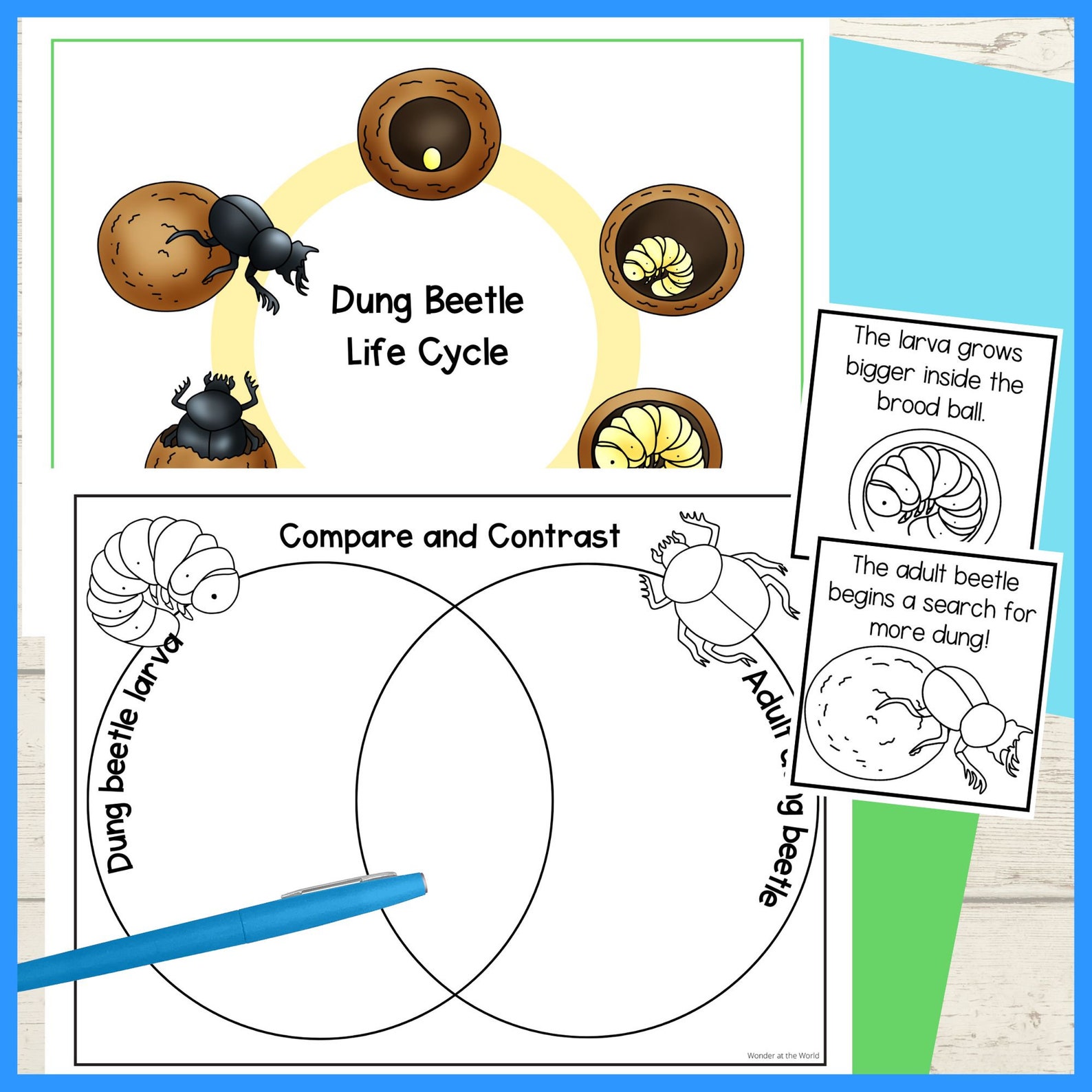 Life Cycle of a Dung Beetle Foldable Sequencing Activity Craft for Kids ...