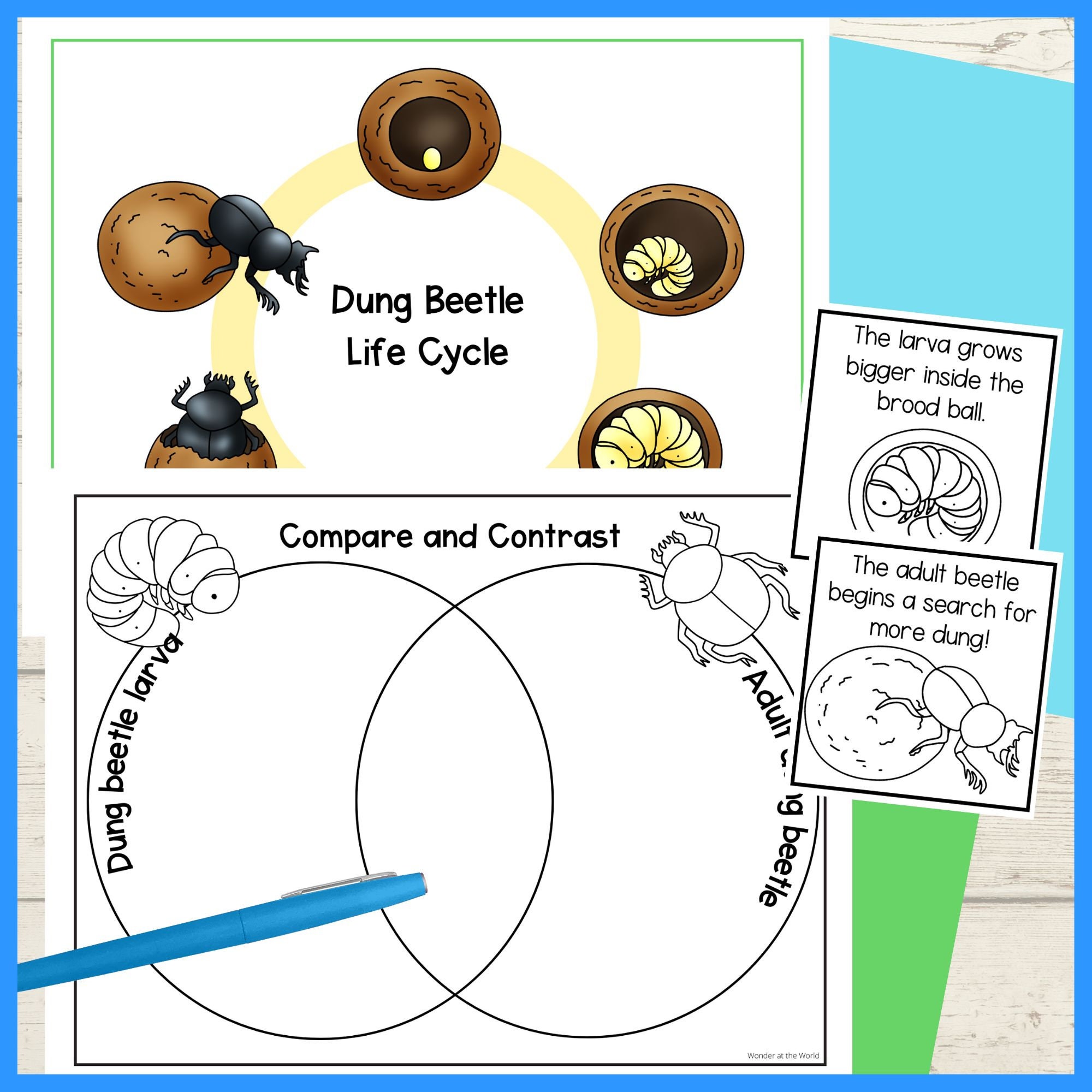 Life Cycle of a Dung Beetle Foldable Sequencing Activity Craft for Kids ...