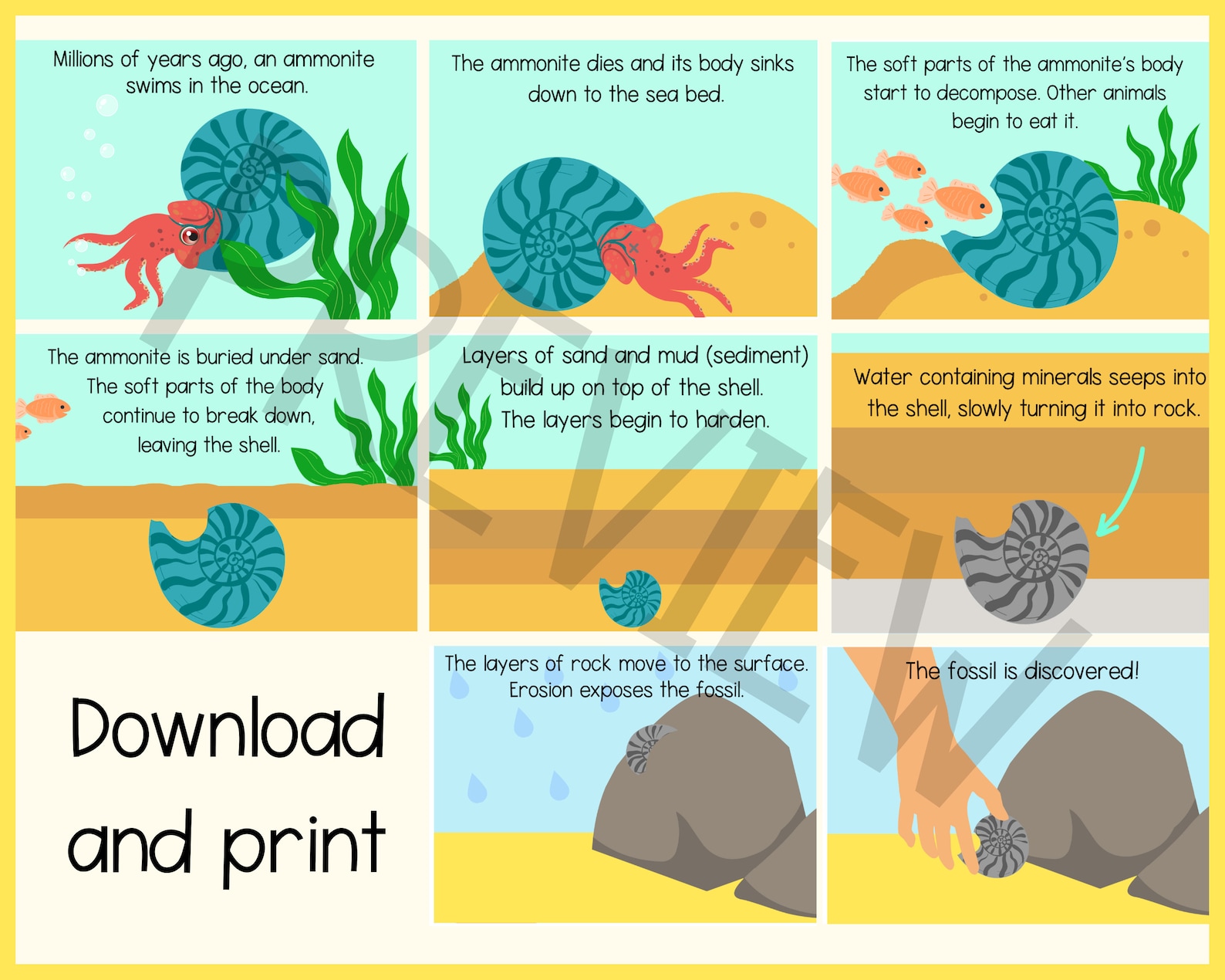 How a Fossil is Formed Printable Sequencing Activity for Kids | A4 and ...