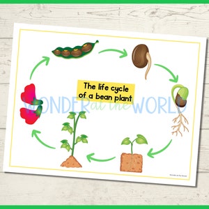 Plants Life Cycles Foldable Science Activities | Apple Pumpkin ...