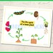 Plants Life Cycles Foldable Science Activities | Apple Pumpkin ...