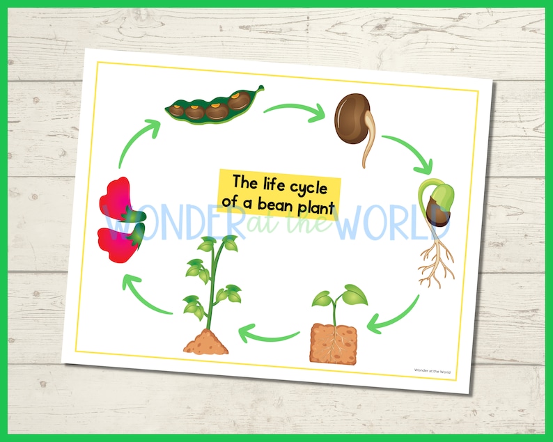 Plants Life Cycles Foldable Science Activities Apple Pumpkin - Etsy UK