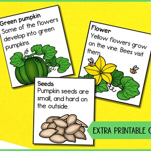 Life Cycle of a Pumpkin Foldable Activity for Kids A4 and 11x8.5 Inch ...