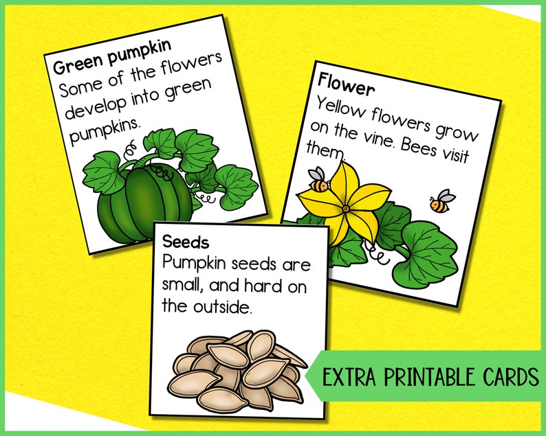 Life Cycle of a Pumpkin Foldable Activity for Kids A4 and - Etsy