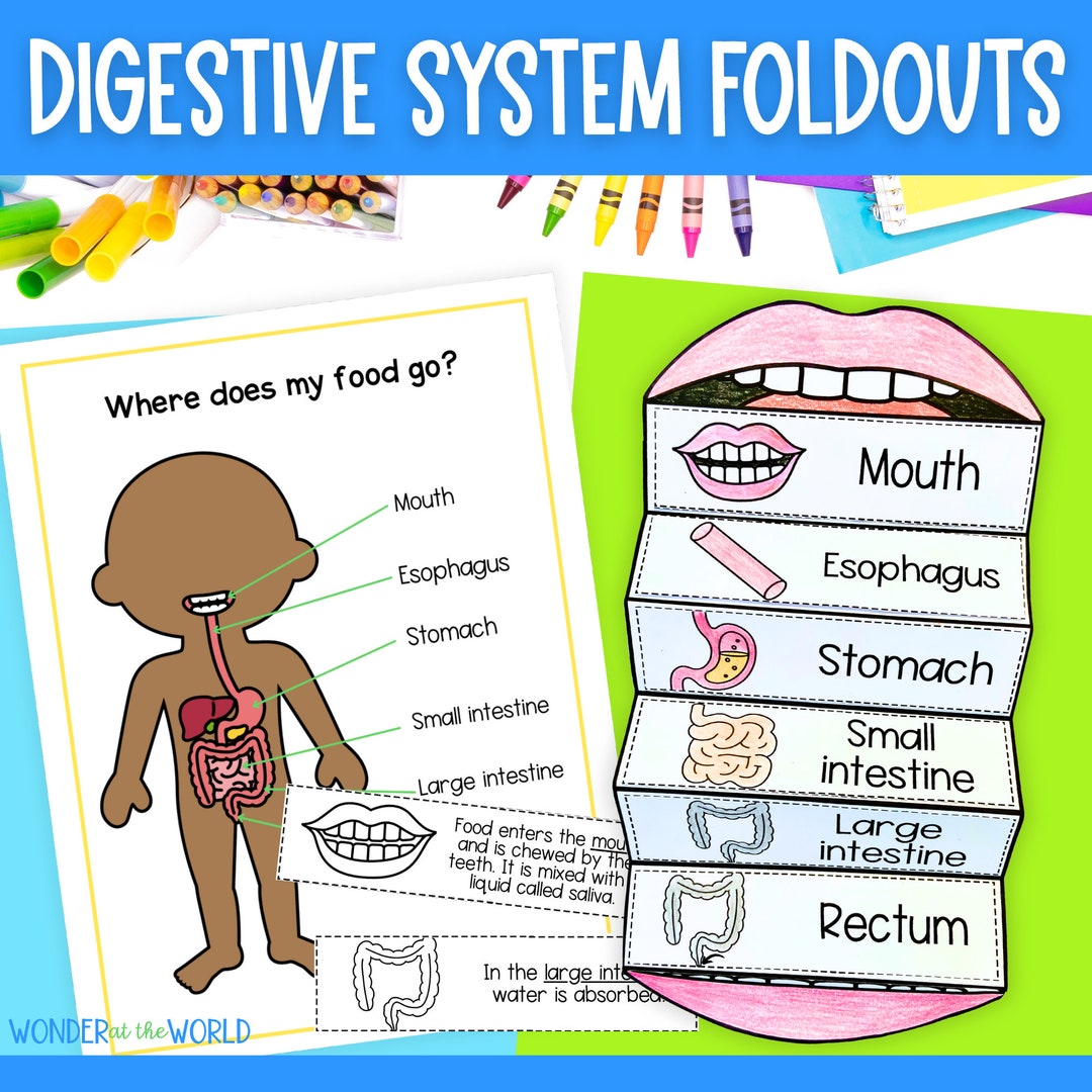 The Digestive System Foldable Kids' Activity | A4 and 11x8.5 Inch ...