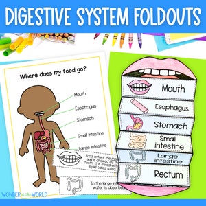The Digestive System Foldable Kids' Activity | A4 and 11x8.5 Inch ...