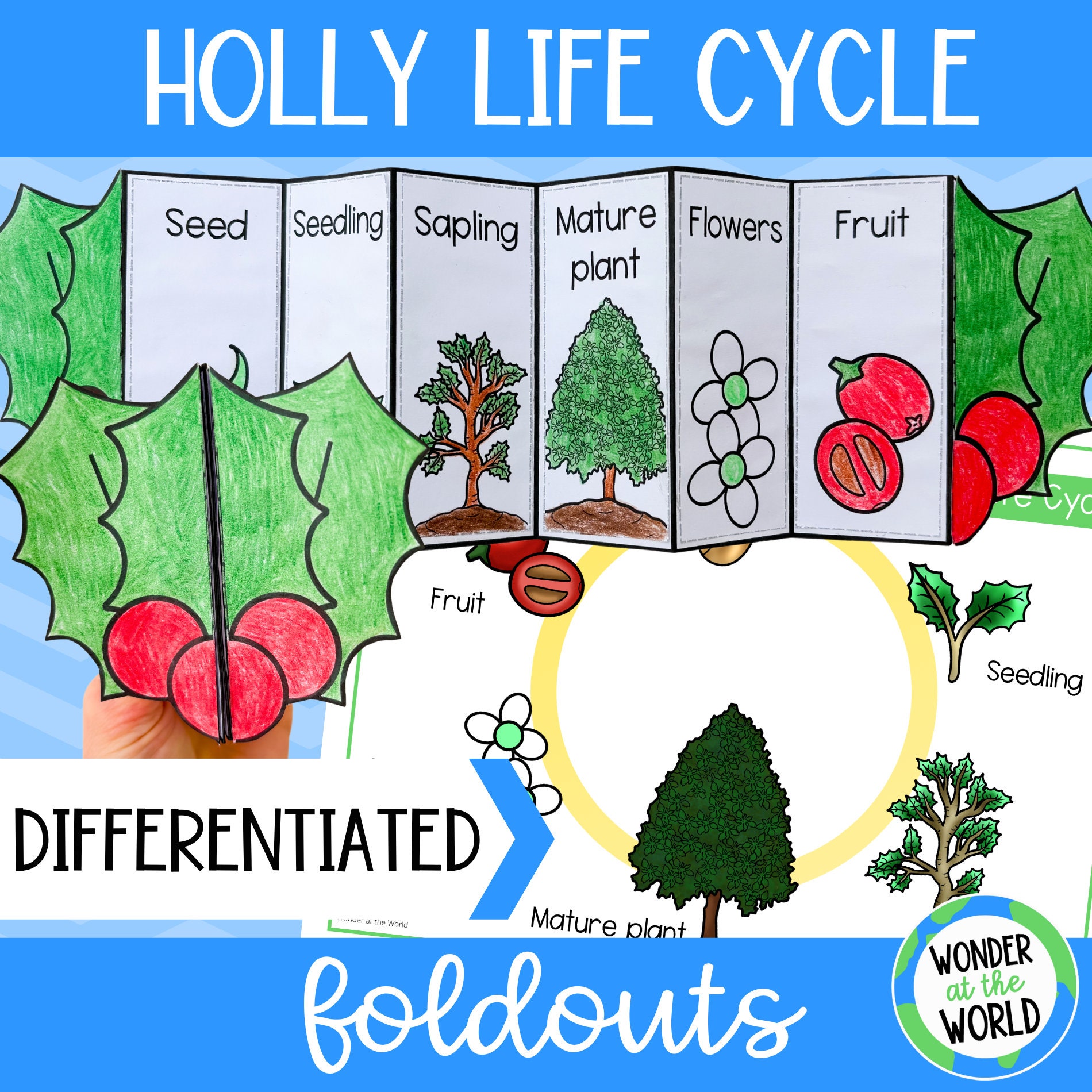 Life Cycle of a Holly Tree Foldable Sequencing Activity Christmas ...