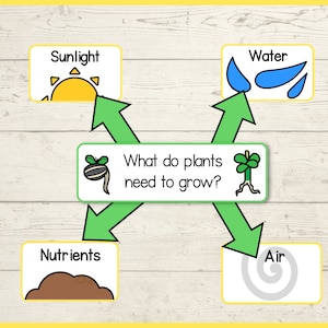 Plants Science Display for Classroom | Bulletin Board Display | Plant ...