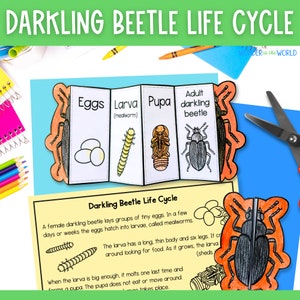 Life Cycle of a Darkling Beetle Mealworm Insect Cut & Paste Sequencing ...