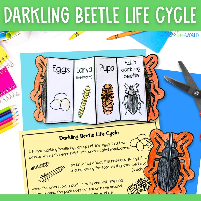 Life Cycle of a Darkling Beetle Mealworm Insect Cut & Paste Sequencing ...