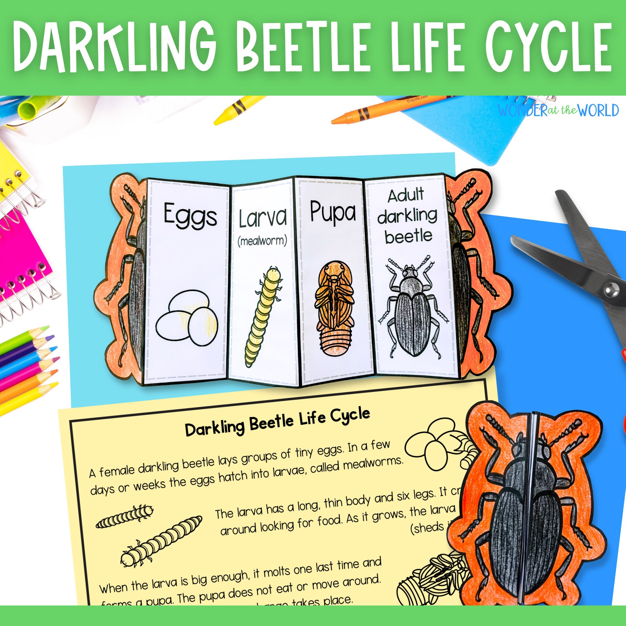 Life Cycle of a Darkling Beetle Mealworm Insect Cut & Paste Sequencing ...