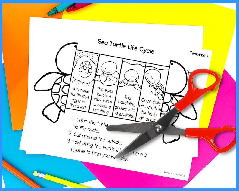 Life Cycle of a Sea Turtle Foldable Activity for Kids A4 and 11x8.5 ...