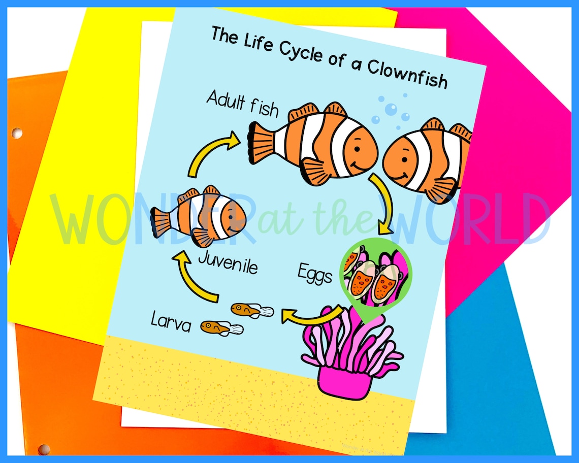 Life Cycle of a Clownfish Foldable Kids' Craft A4 and 11x8.5 Inch ...