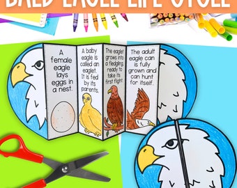 The Life Cycle of a Bald Eagle Foldable Sequencing Activity and Body ...
