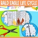 The Life Cycle of a Bald Eagle Foldable Sequencing Activity and Body ...
