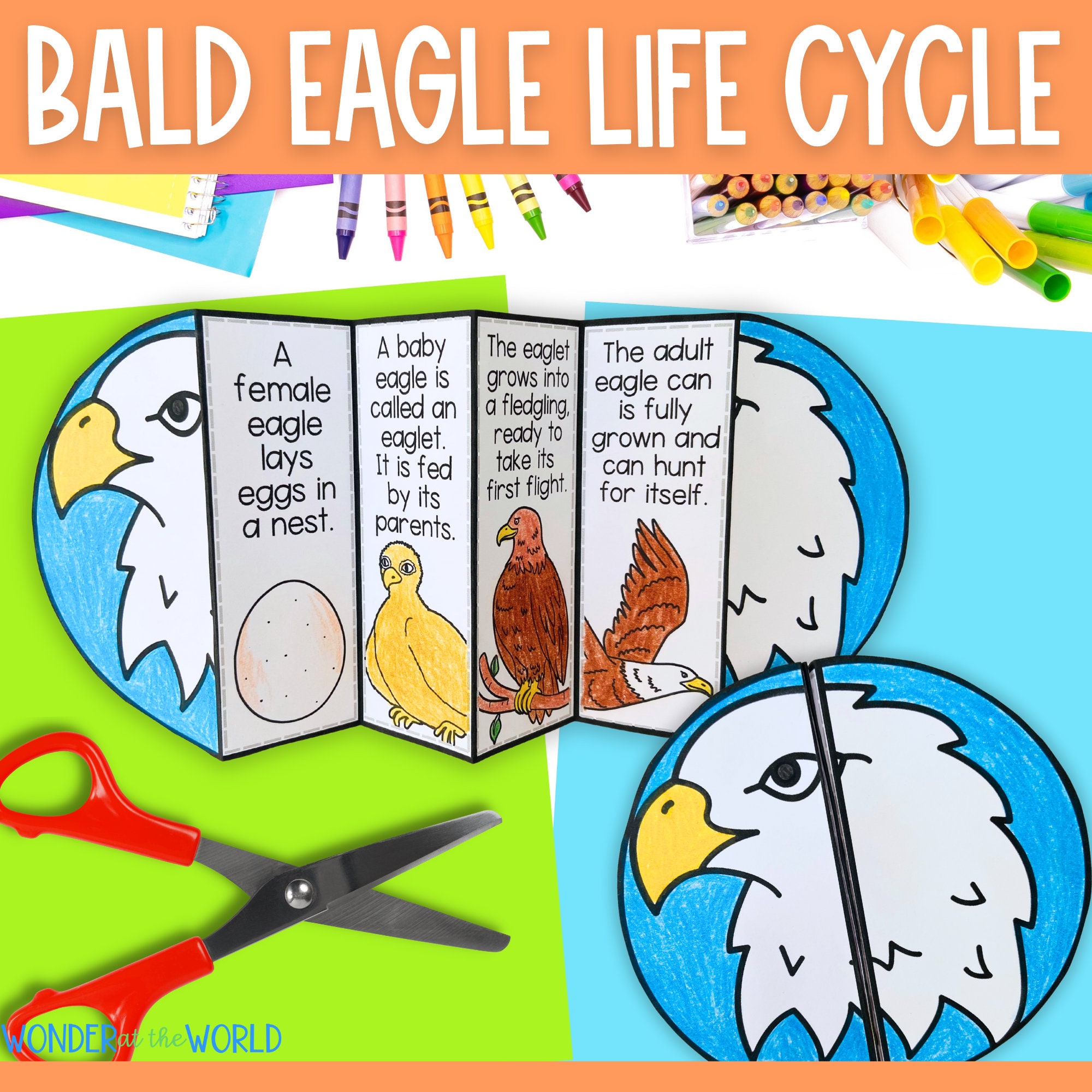 The Life Cycle of a Bald Eagle Foldable Sequencing Activity and Body ...