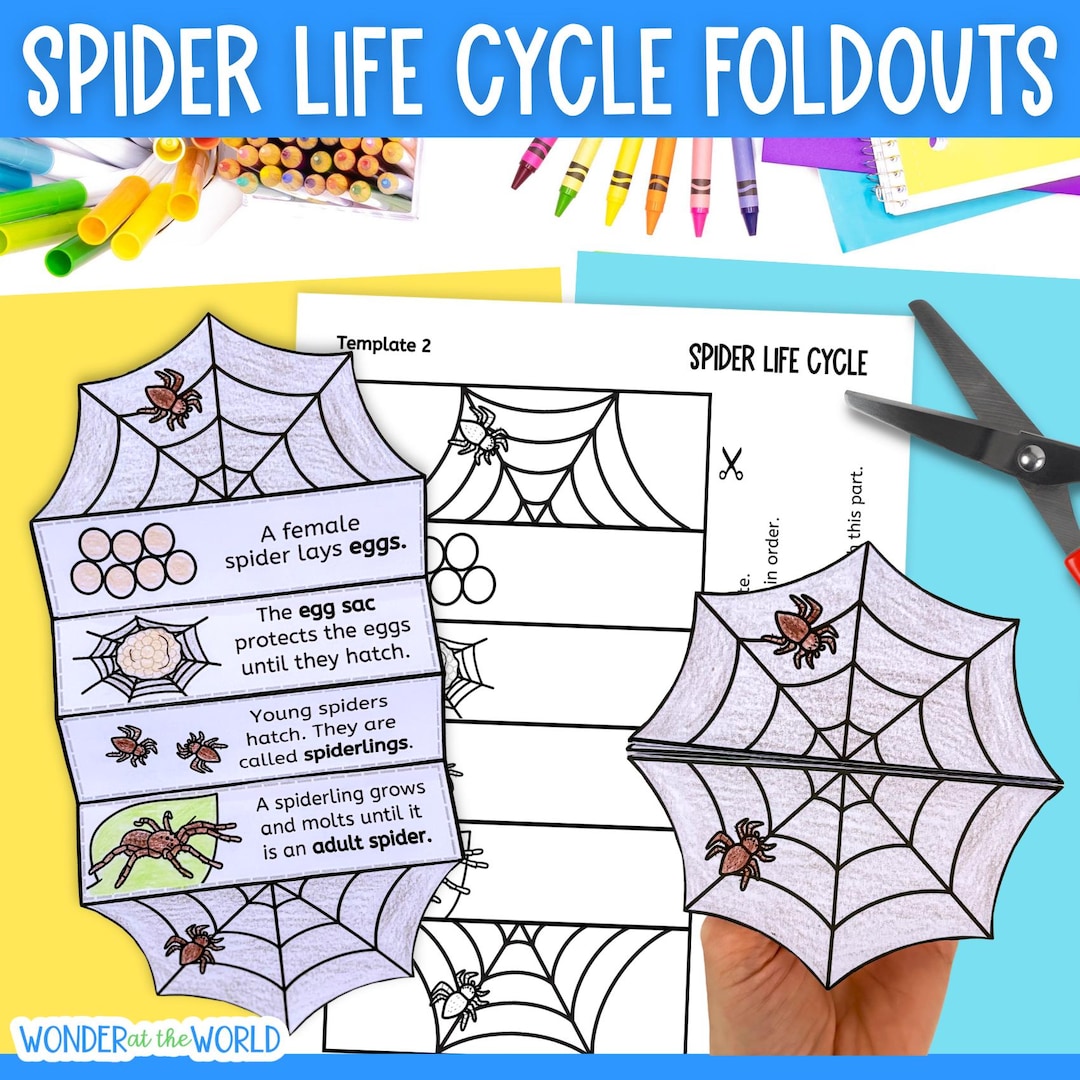 Ciclo de vida de una araña: secuencia y plegado: manualidad científica ...