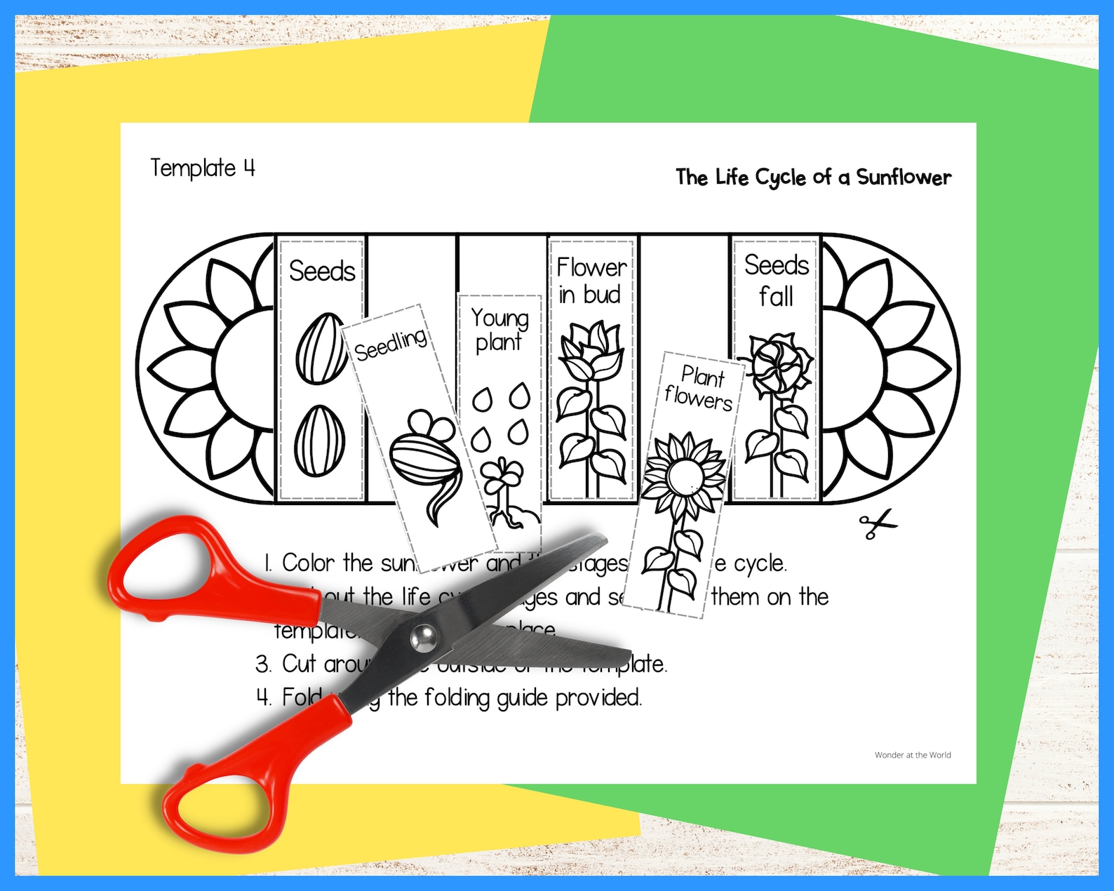 Plants Life Cycles Foldable Science Activities Apple Pumpkin Sunflower ...