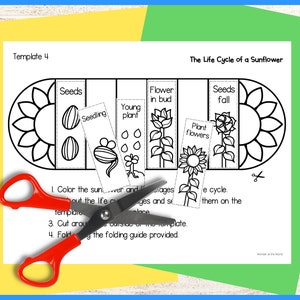 Plants Life Cycles Foldable Science Activities | Apple Pumpkin ...