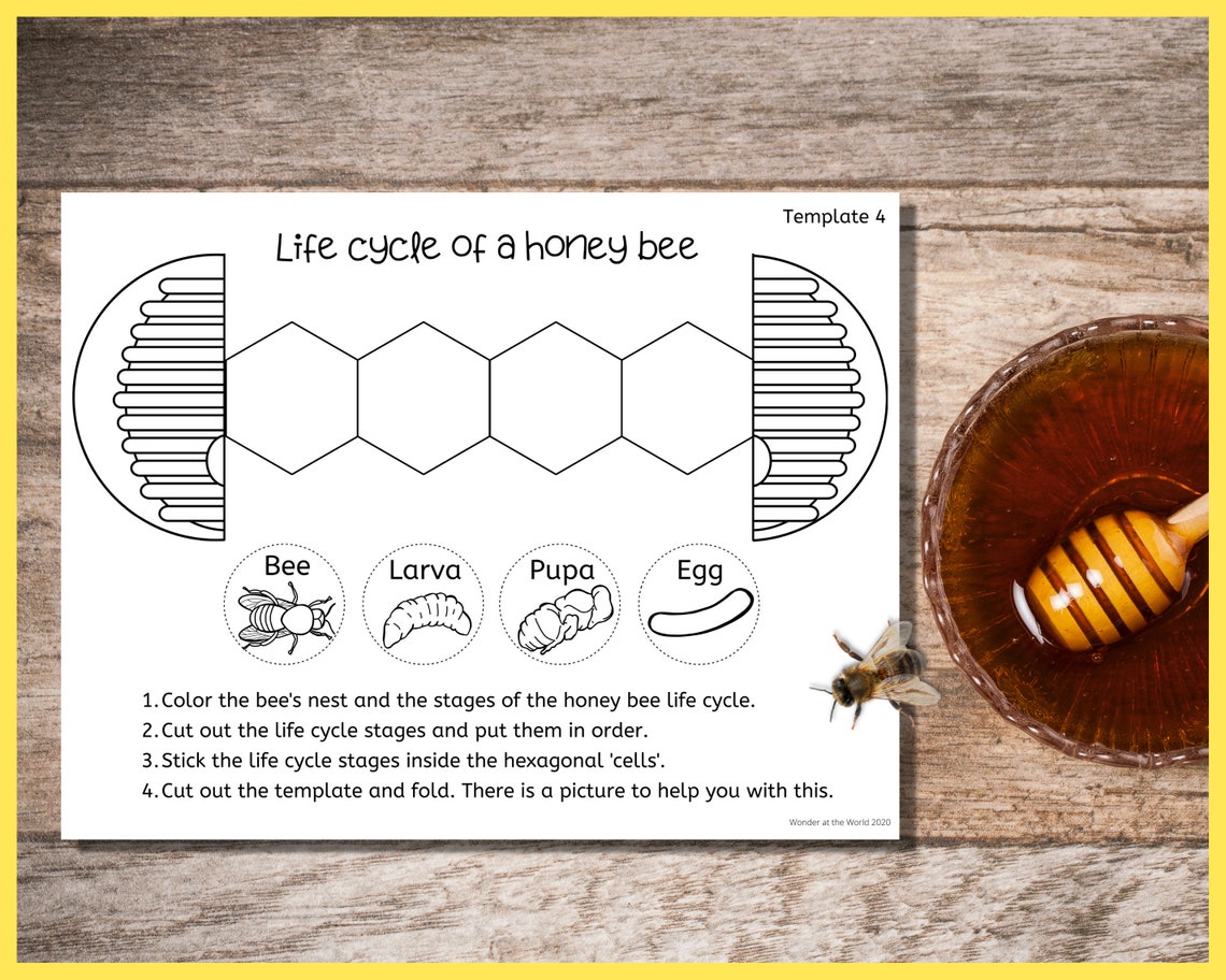 Life Cycle of Honey Bee Foldable Kids' Science Craft A4 - Etsy UK
