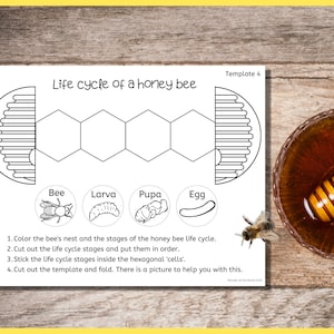 Life Cycle of Honey Bee Foldable Kids' Science Craft A4 - Etsy UK