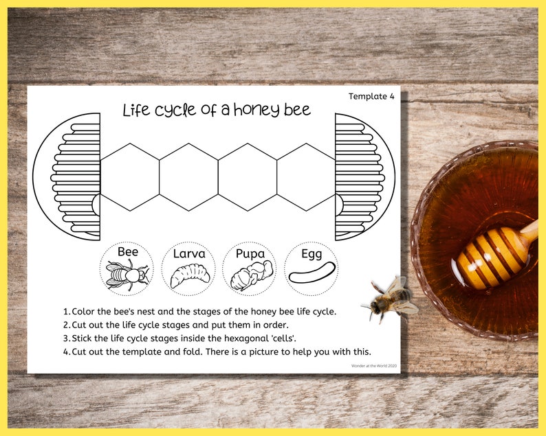Life Cycle of Honey Bee Foldable Kids' Science Craft A4 - Etsy