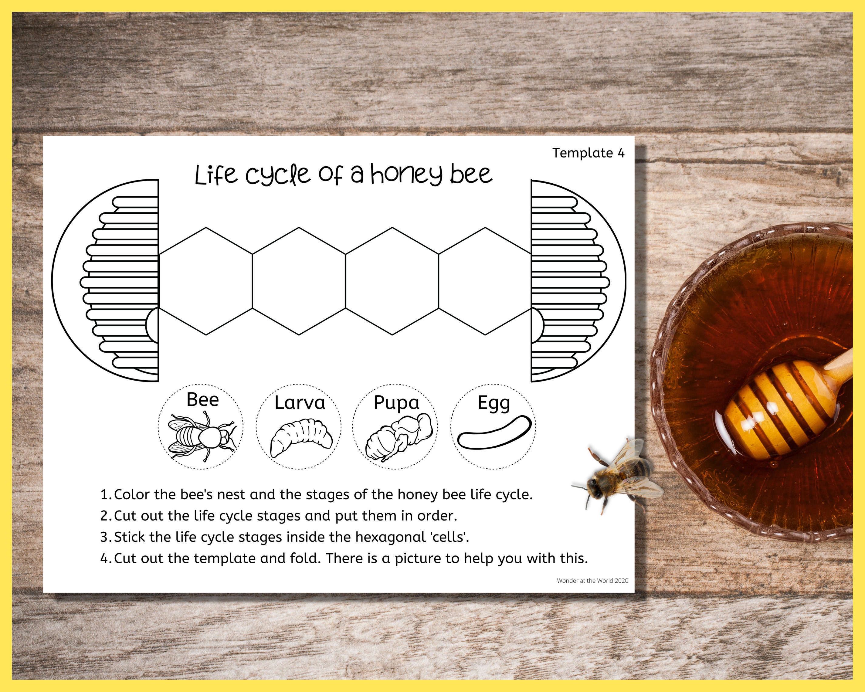 Life Cycle of Honey Bee Foldable Kids' Science Craft A4 - Etsy UK