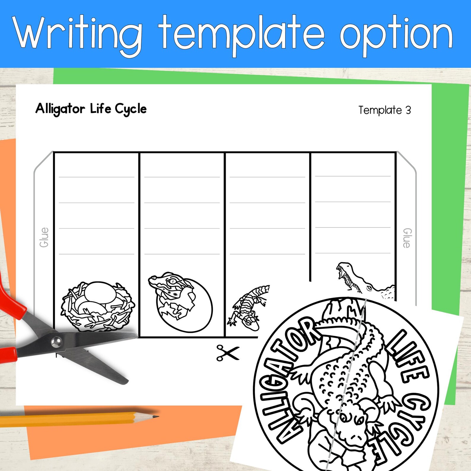 Life Cycle of an Alligator Foldable Sequencing Activity Printable PDF ...