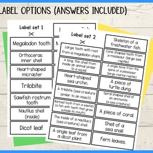 Fossil Identification Printable Science Lesson Activity | A4 and 8.5x11 ...