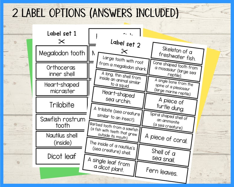 Fossil Identification Printable Science Lesson Activity | A4 and 8.5x11 ...