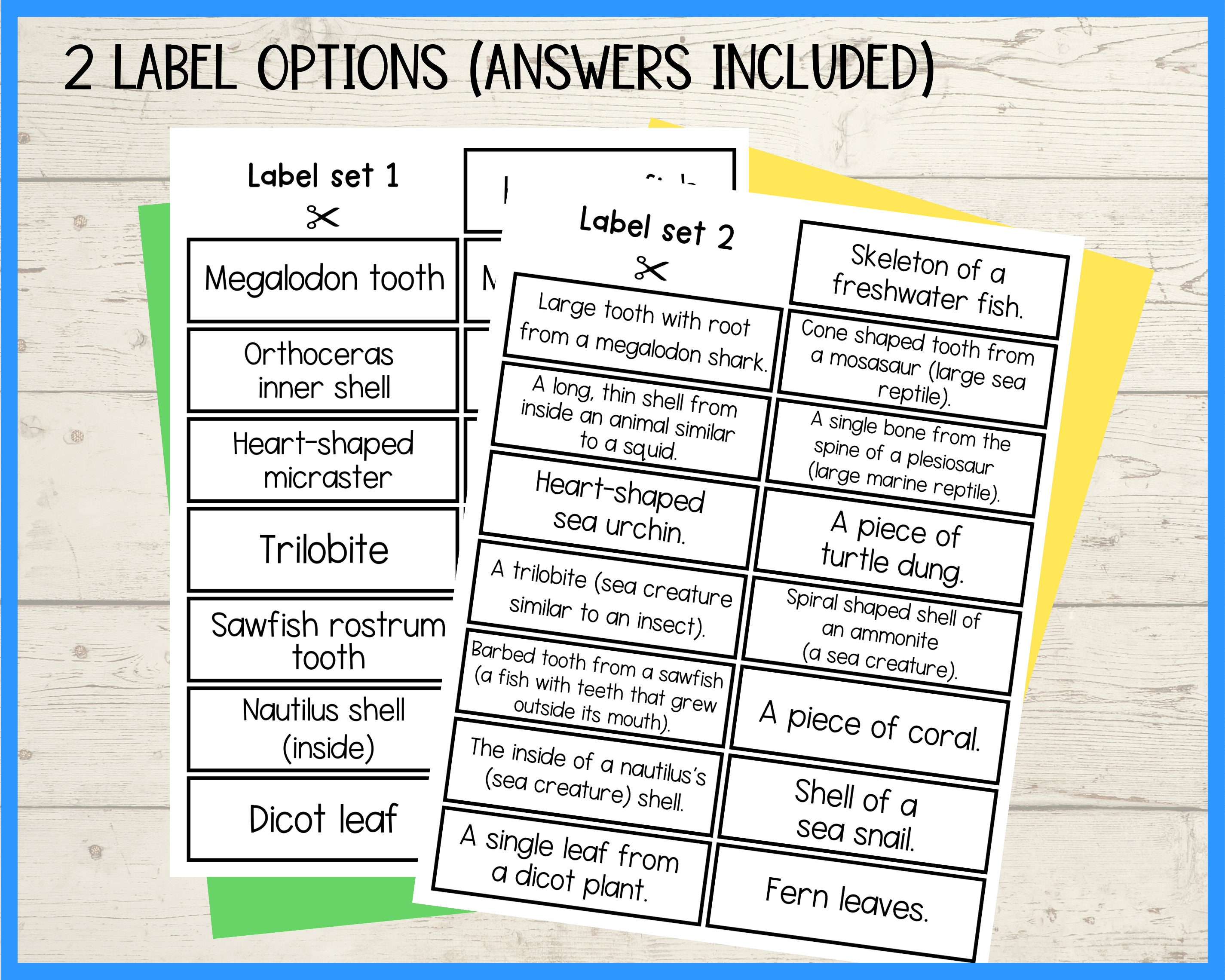Fossil Identification Printable Science Lesson Activity | A4 and 8.5x11 ...