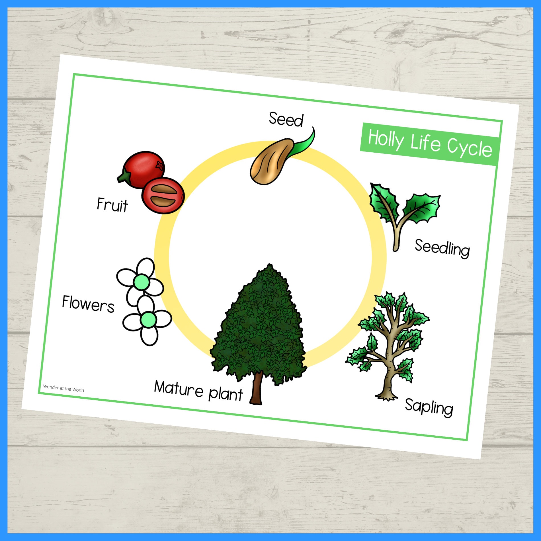 Life Cycle of a Holly Tree Foldable Sequencing Activity Christmas ...