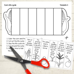 Life Cycle of a Corn Maize Plant Foldable Sequencing Activity for Kids ...