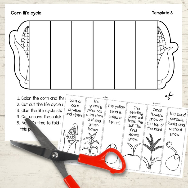 Life cycle of a corn maize plant foldable sequencing activity for kids ...