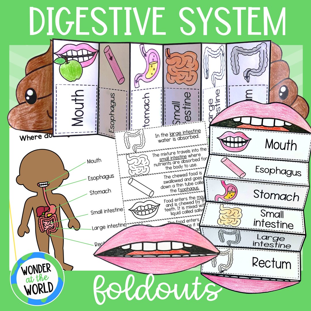 Human Body Digestive System Foldable Sequencing Activities for Kids ...