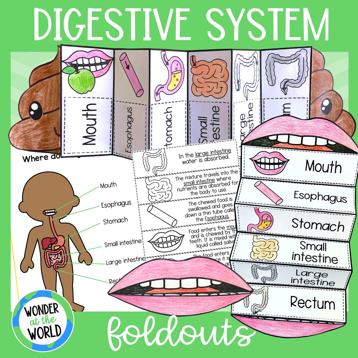 Human Body Digestive System Foldable Sequencing Activities for Kids ...