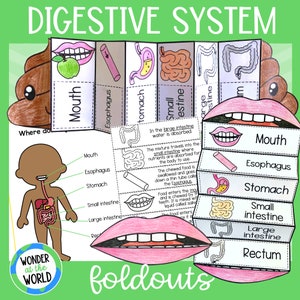 Human Body Digestive System Foldable Sequencing Activities for Kids ...