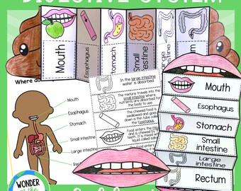The Digestive System Foldable Kids' Activity A4 and 11x8.5 Inch Digital ...