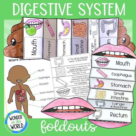 Human Body Systems Activities