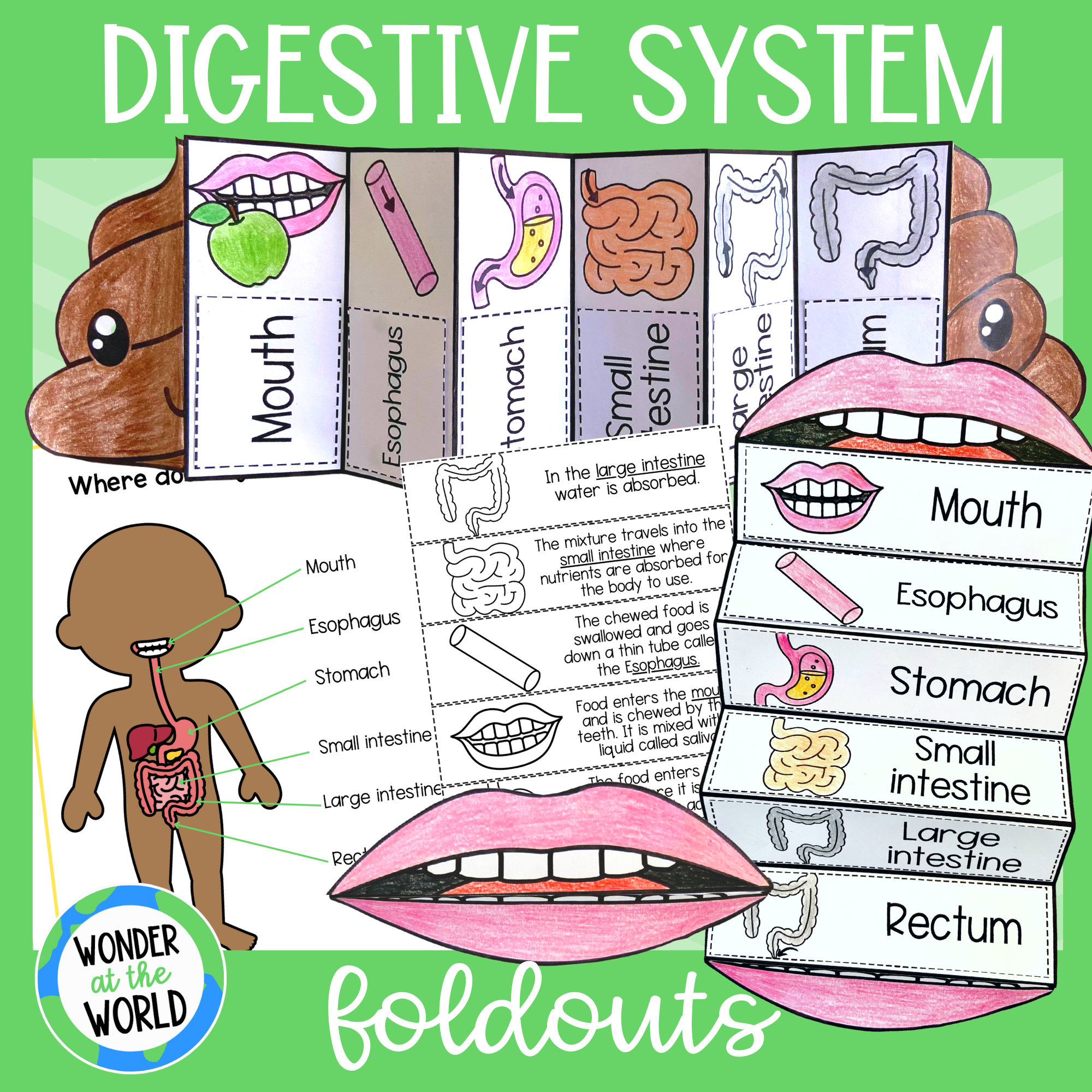 Human Body Digestive System Foldable Sequencing Activities for Kids ...